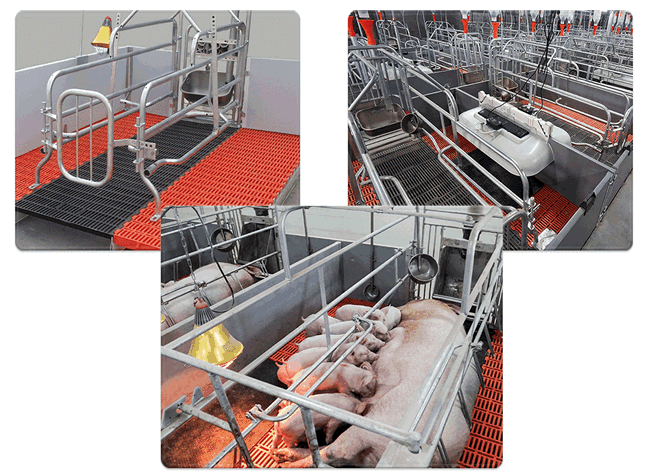Efficient Pig Farming Equipment&Solutions-Clockwork Farm